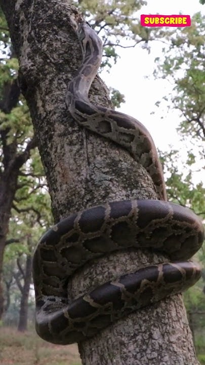 Burmese Python Climbing The Big Tree Trending Youtubeshorts