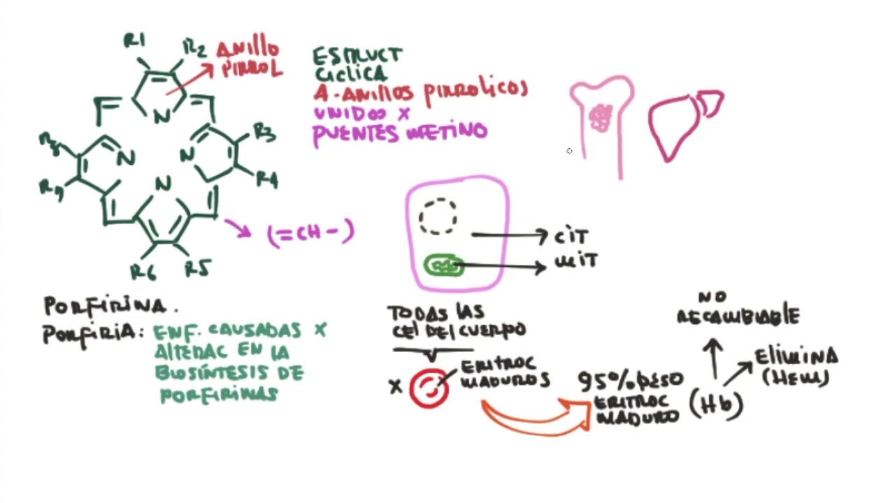 Porfirinas y síntesis del grupo Hem - YouTube