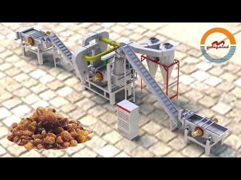 Automatic raisin destoner machine auto raisins pre-processing line ...