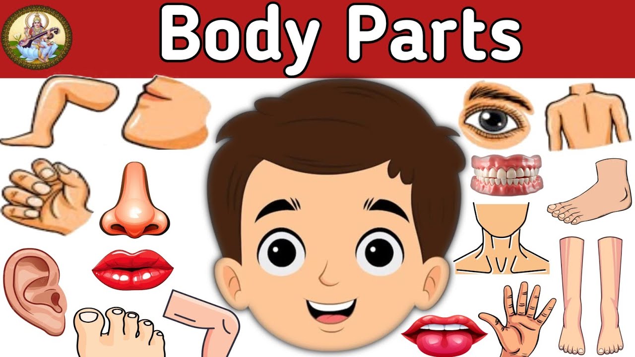Body Parts Name l शरीर के अंगों के नाम l Parts Of Our Body l Learn Body ...