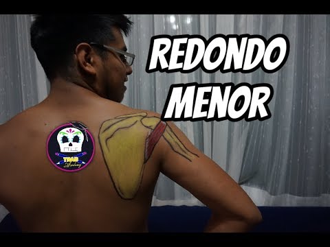 ANATOMIA del Musculo Redondo Menor (Músculos del Manguito Rotador ...