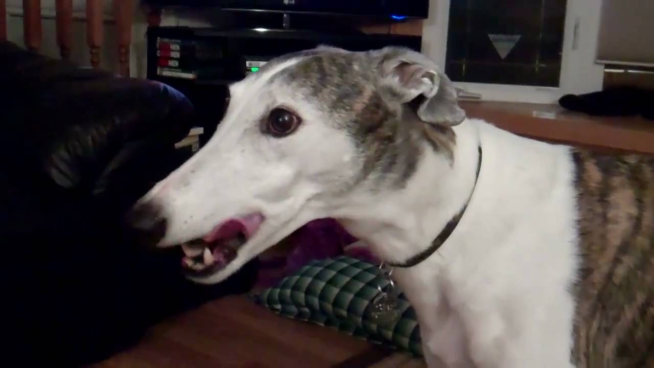 Apollo gets his Rheumatiz medicine - YouTube