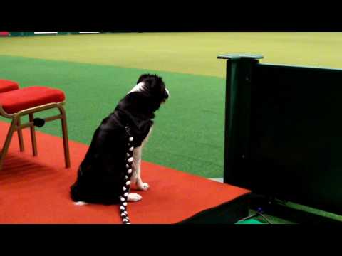 Kiz Crufts 2010