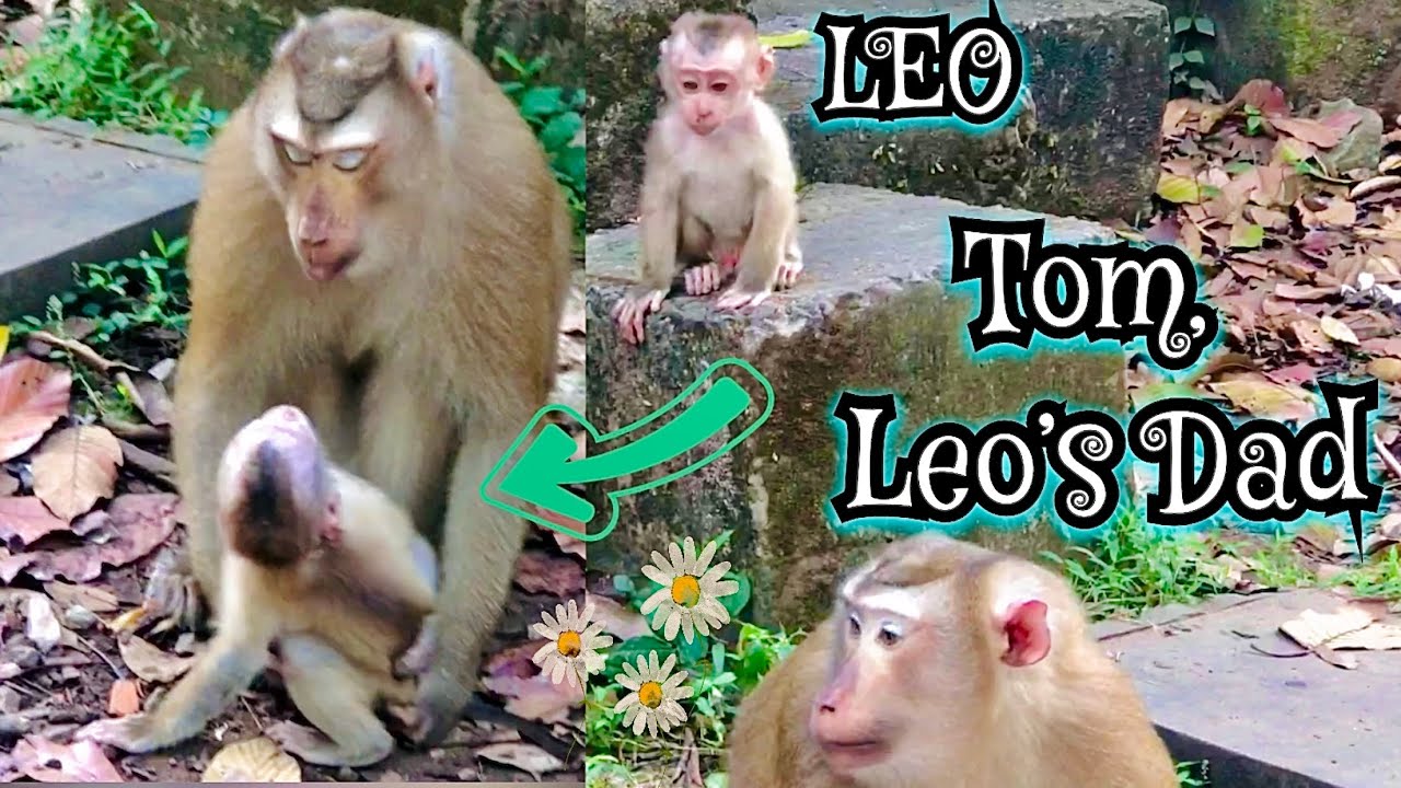 Wow, So exciting 💕 Tom, Leo’s Dad hugged Leo with LOVE ️ LEO was in ...