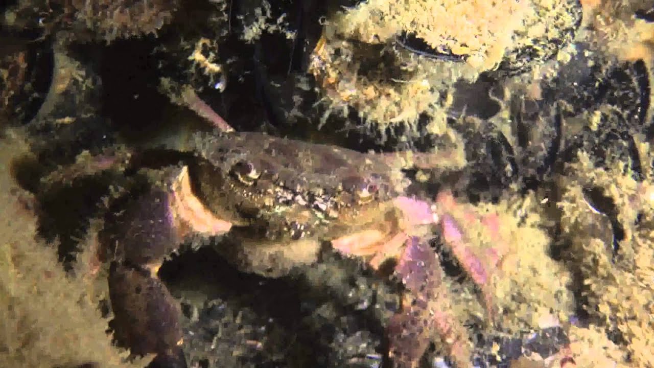 granchio favollo guardingo - YouTube