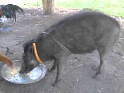 Jade the Philippine Wild Boar - YouTube