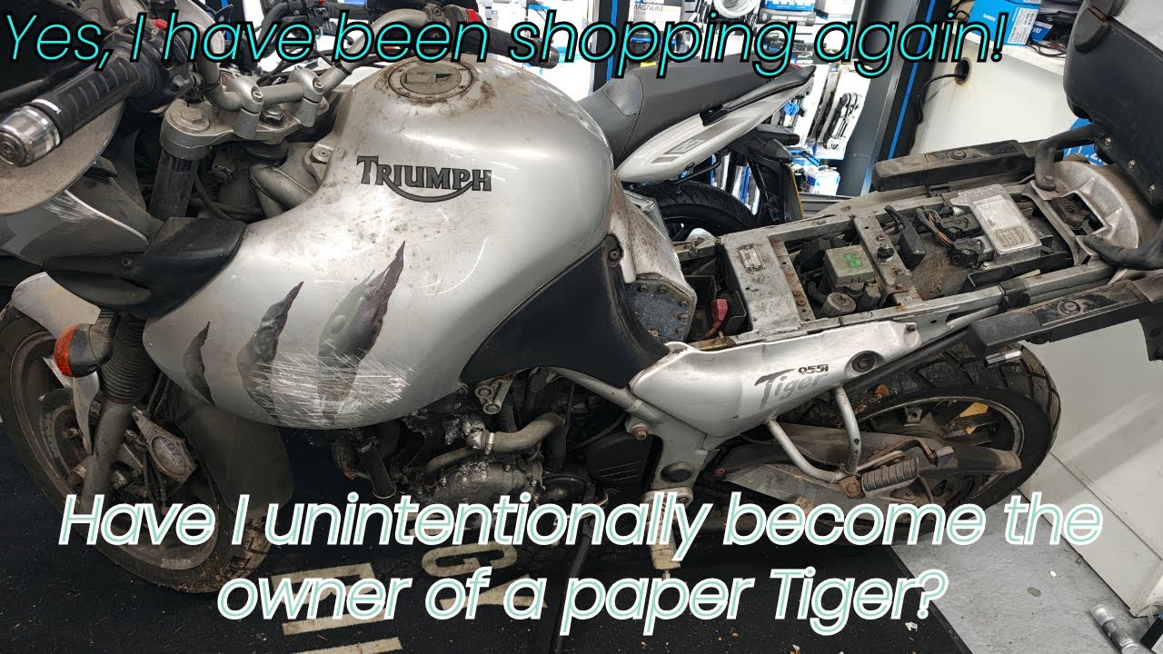 Some idiot has bought a sickly Tiger...... - YouTube