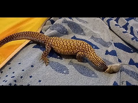 Lizard EATS Mouse (Live Feeding)