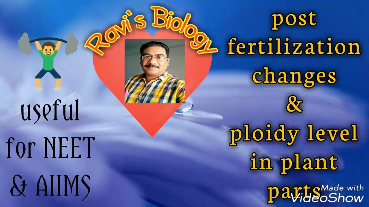 Post fertilization changes in flowering plants & ploidy level in plant ...