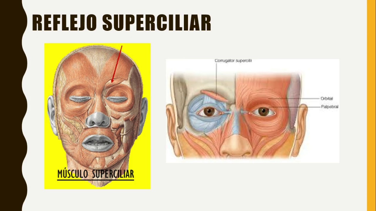 VÍAS Y REFLEJOS OSTEOTENDINOSOS - YouTube
