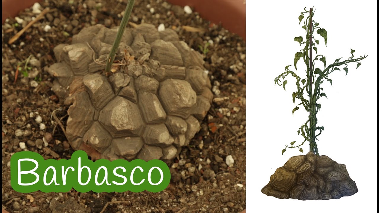 Biología de un barbasco y el Cultivo de tejidos vegetales - narración ...