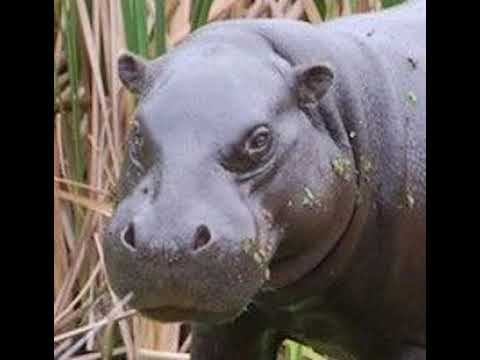 Hippopotamus Sound Effects 🐾🔊 - YouTube