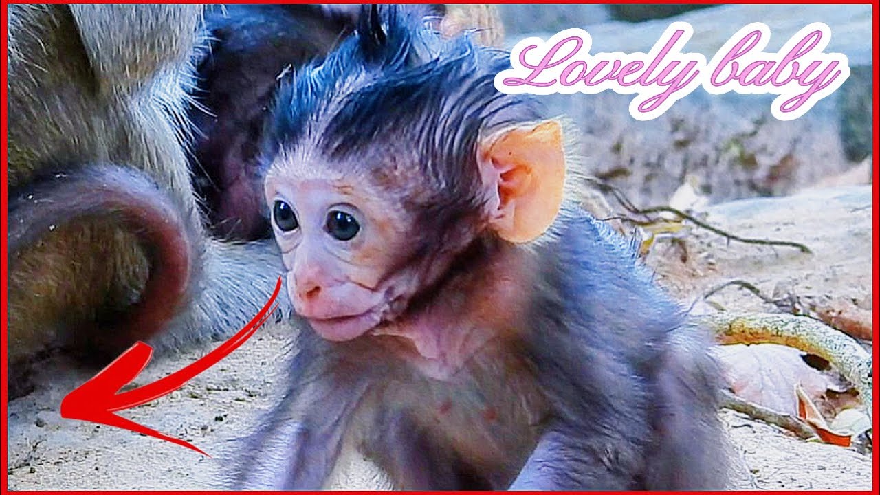Very gorgeous baby monkey..looking so adorable face… - YouTube