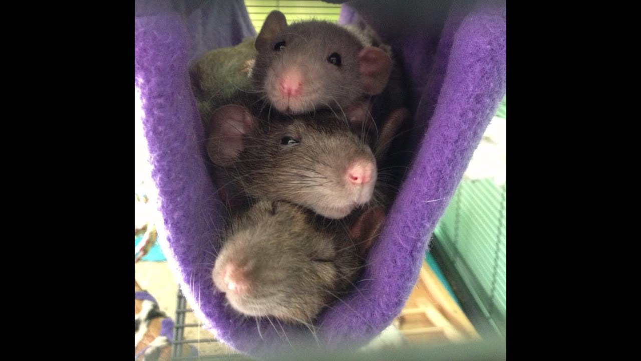Meet my Rats - YouTube