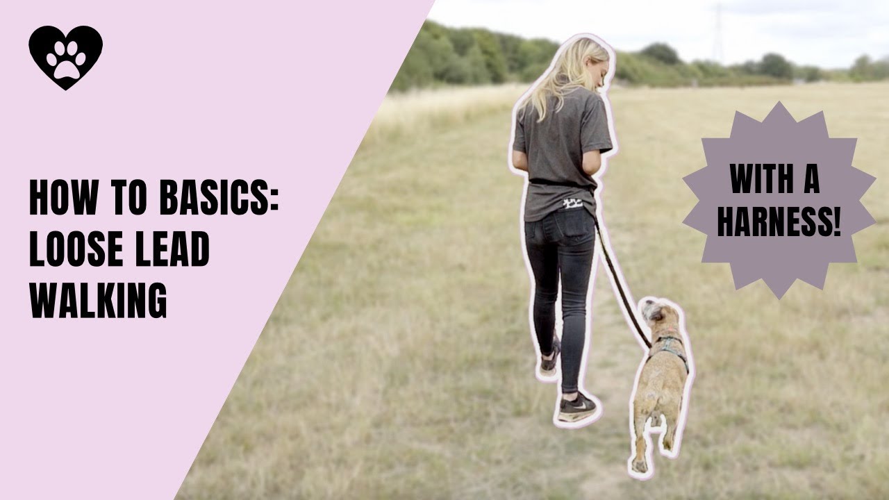 How To Teach LOOSE LEAD WALKING. Quick And Easy Tips For Walking On ...