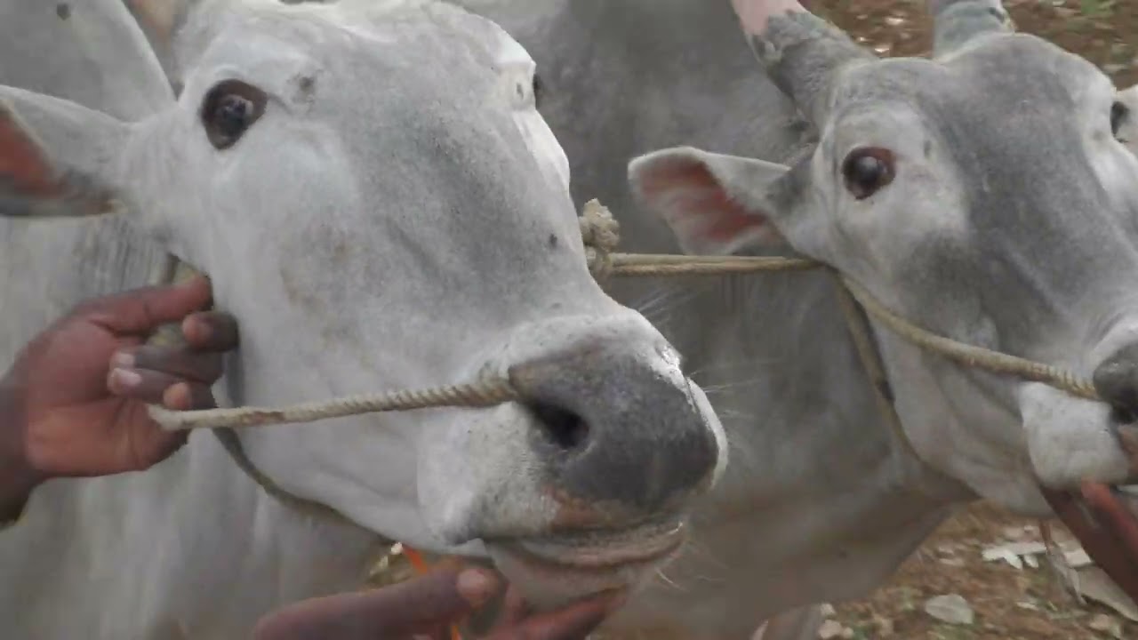 Identifying the Ages of Hallikar Cattle Breed | Hallikar Bull - YouTube