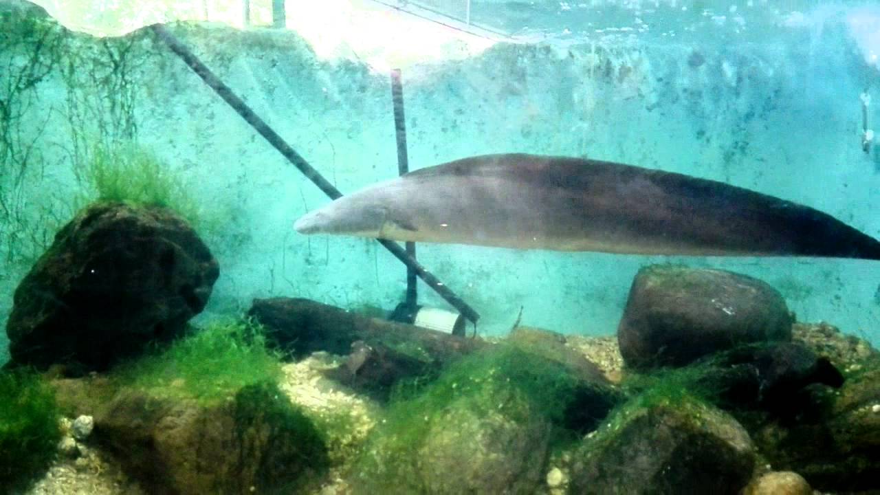 Aba Aba fish - YouTube