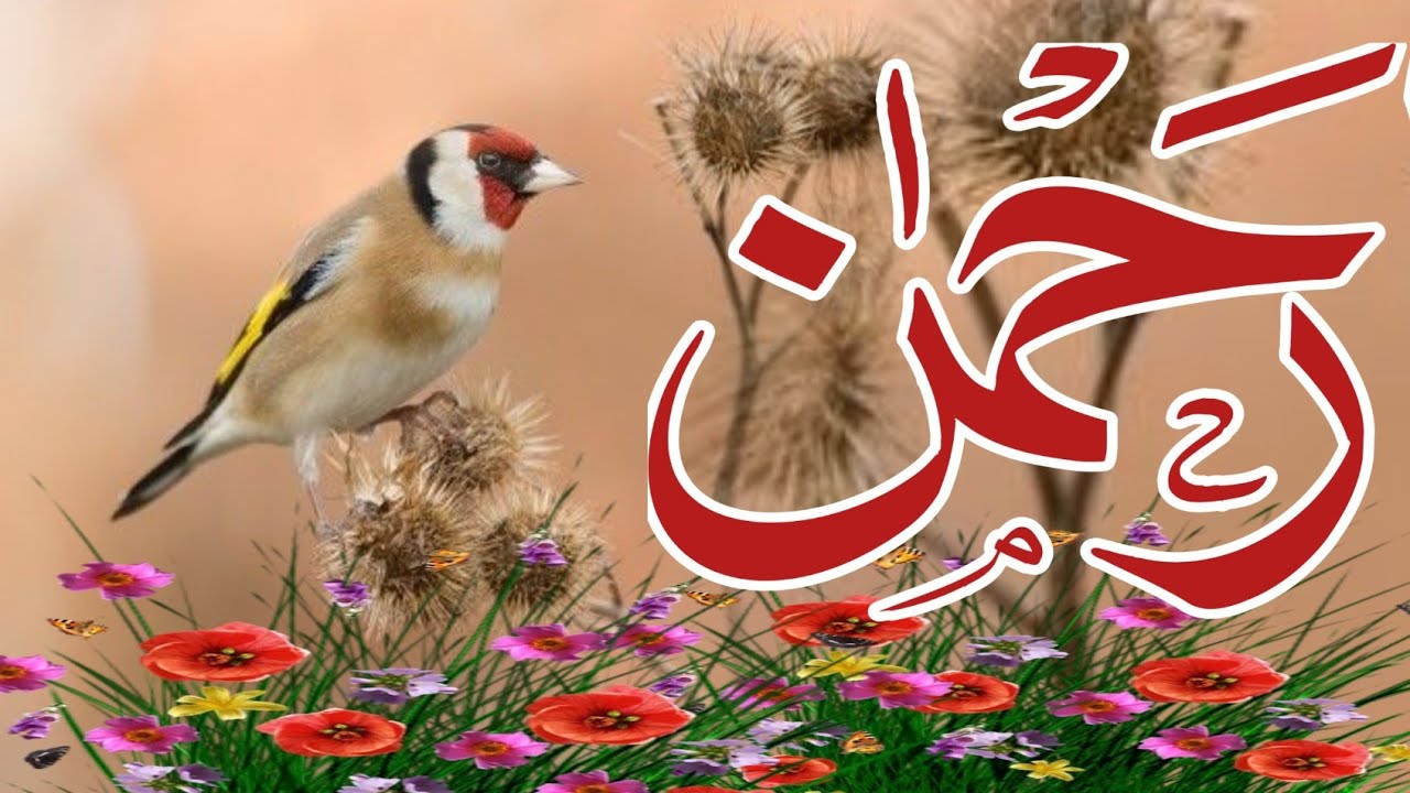 Yaseen (Yasin Sharif) Surah Yasin Sharif | Episode 21 | Holy Quran ki ...