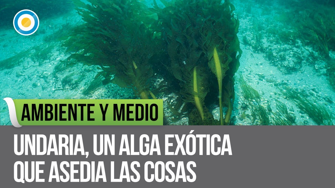 Undaria, un alga exótica que asedia las cosas | Ambiente y medio - YouTube