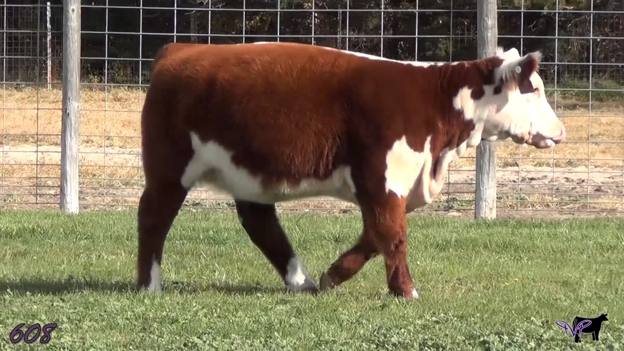 Miller Cattle Nov '16-608 - YouTube