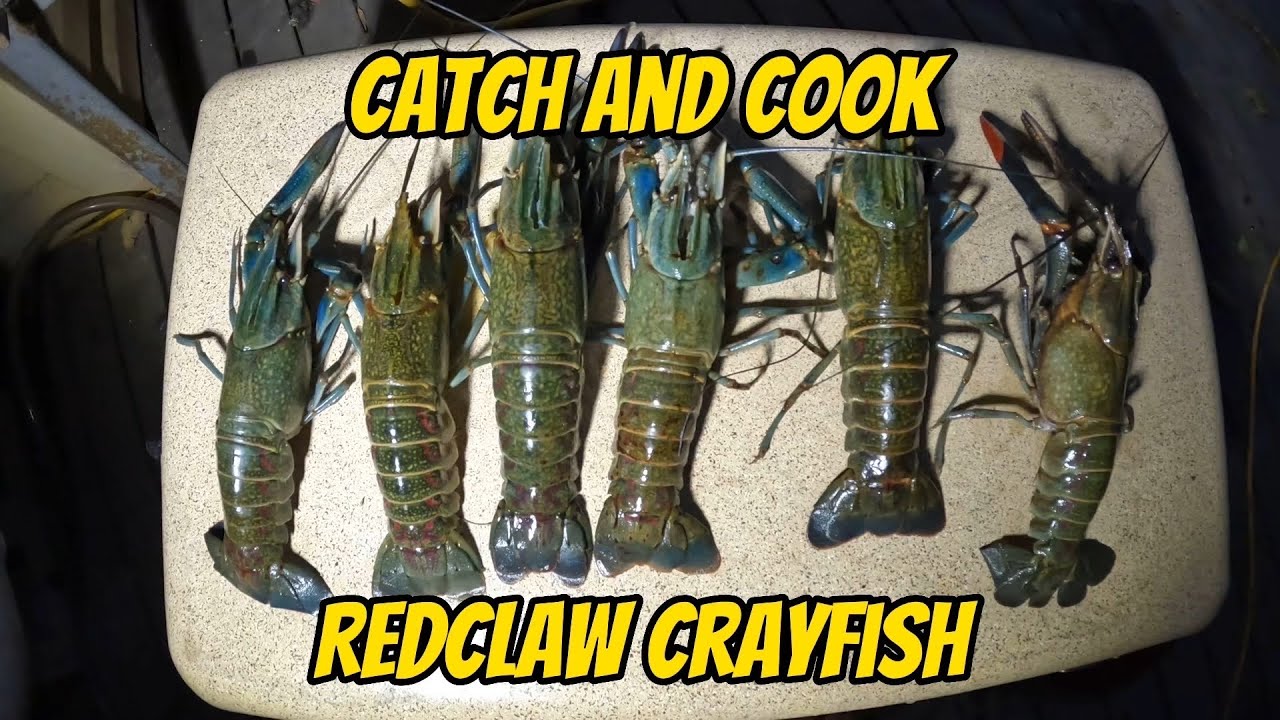 Redclaw Crayfish Catch and Cook🦞🍤 - YouTube