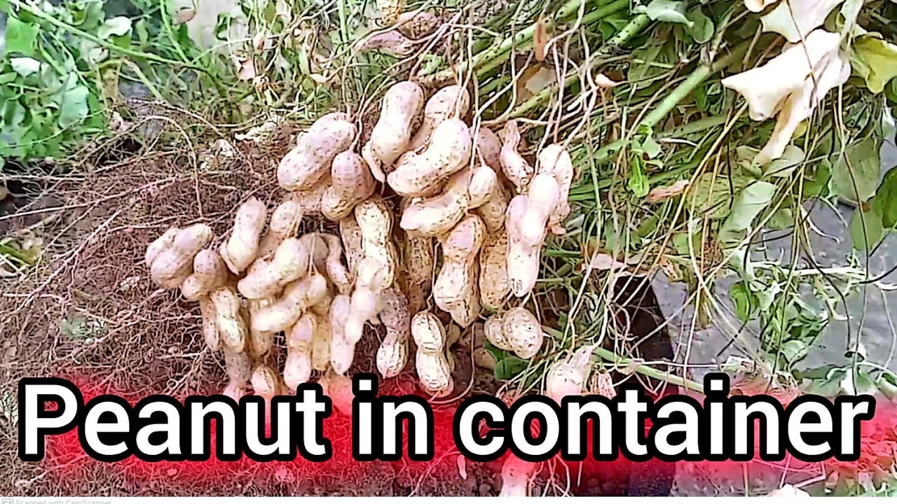 One peanut seed gives 100 peanuts...... grow peanuts in containers ...