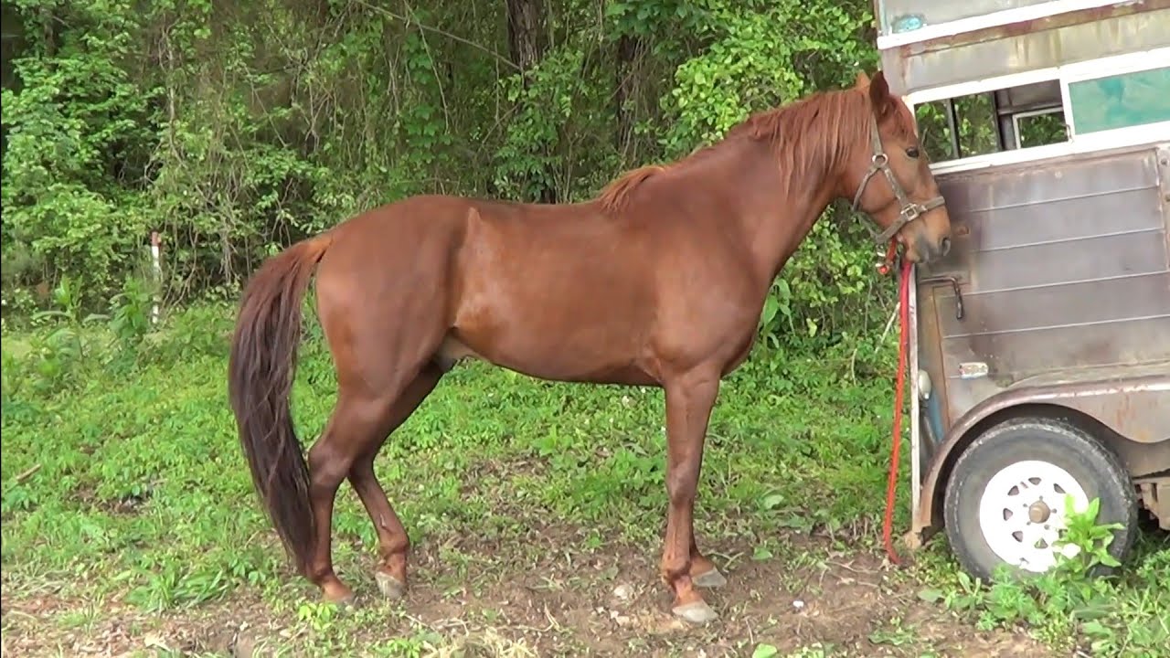 "BIG RED" Tennessee Walking Horse of Marshall, Texas (Mr. Johnson ...
