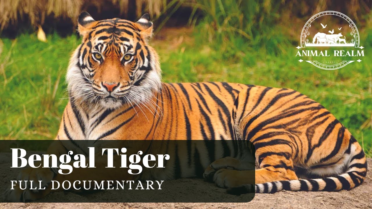 The Bengal Tiger: King of the Indian Jungle | Bengal Tiger Documentary ...
