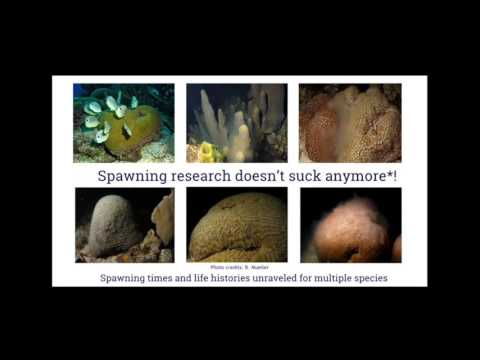 Coral Spawning Research & Larval Propagation - YouTube