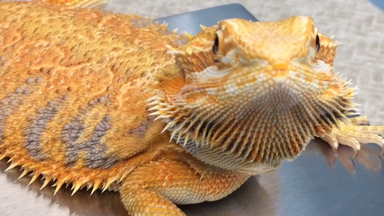 Healthy Beardie Getting Ready To Brumate After The Happy Tails Animal ...