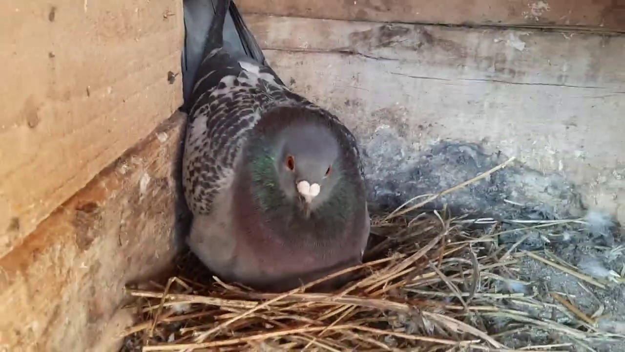 Porumbei 5 apr 2020 - YouTube