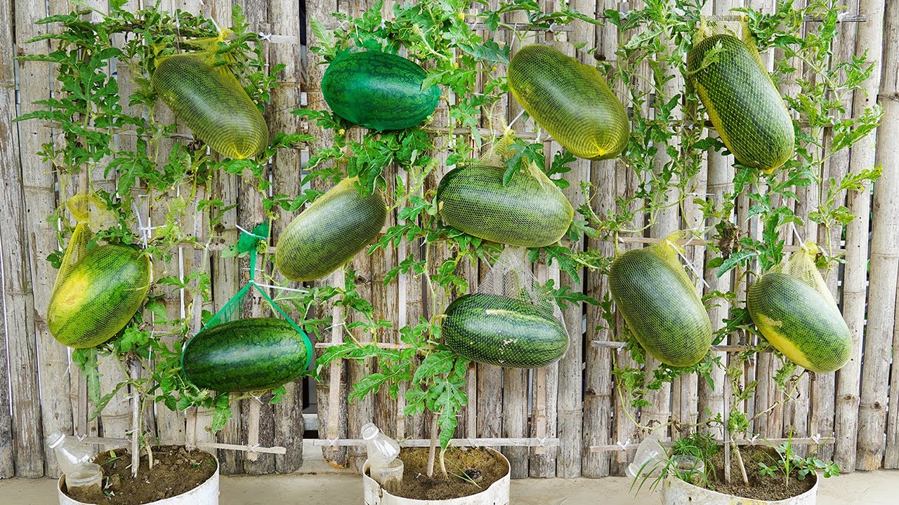 Growing Watermelons In Plastic Containers Is Easy And Produces A Lot Of ...