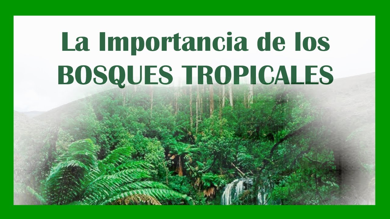 La Importancia de los BOSQUES TROPICALES 🌦🌳🌴🥭 - YouTube