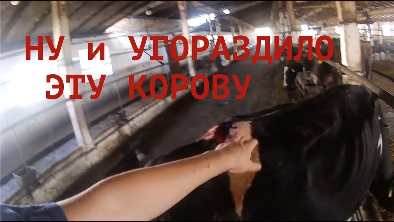Привычка хитрой коровы обернулась против нее. How a cow hurt herself ...