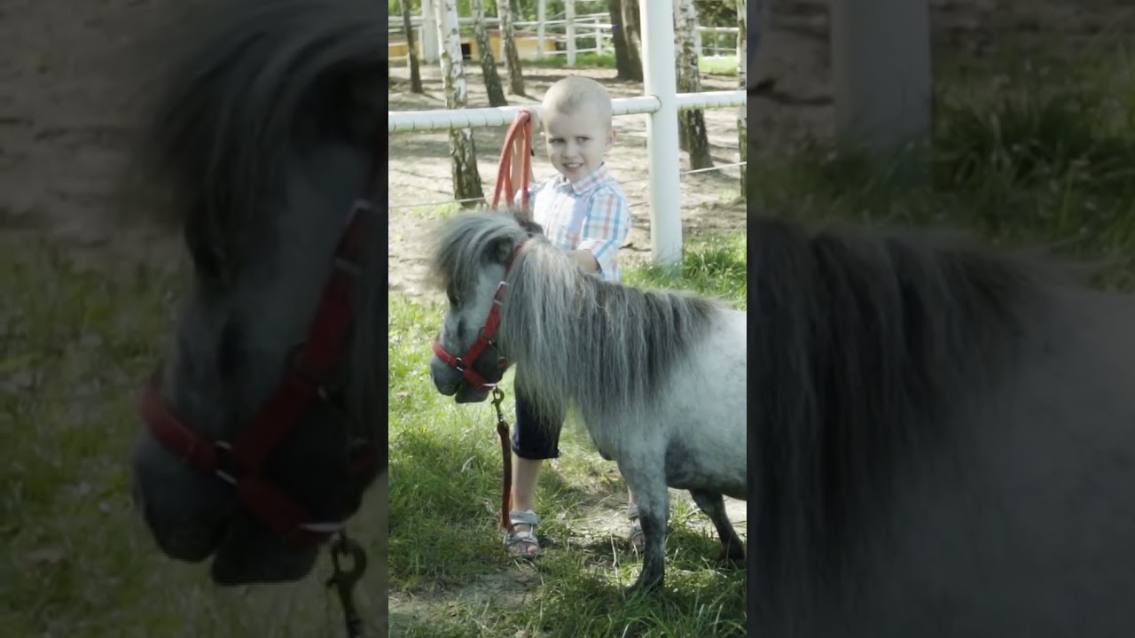 Meet Bombel 🇵🇱 our new shortest #horse record holder 🐴 ️ 🏆🥇 - YouTube