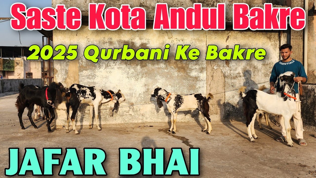 Saste Kota Andul Bakre At JAFAR BHAI | 2025 Qurbani Ke Aggressive Goats ...