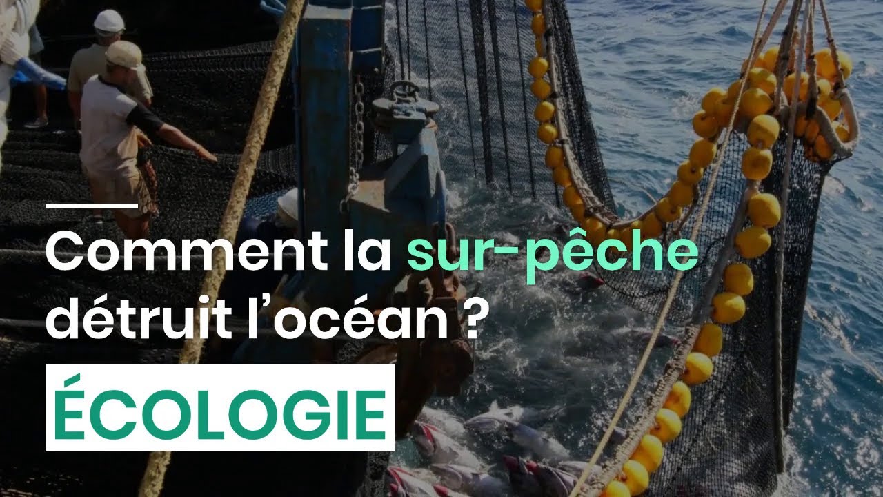 Comment la sur pêche détruit l’océan ? - YouTube