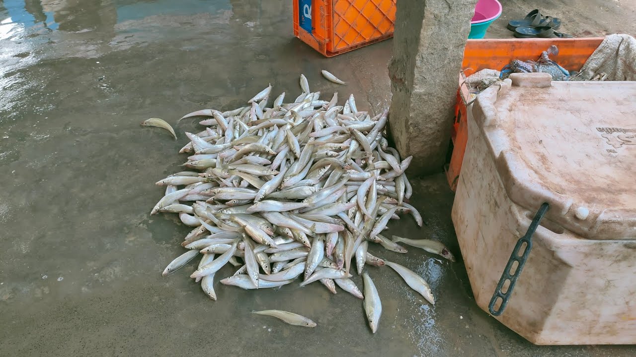 Kattumavadi fish market seafoods colorfully fishes - YouTube