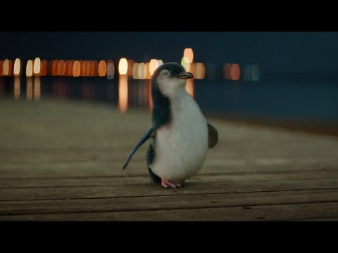 Bank of Melbourne - Penguin Brand