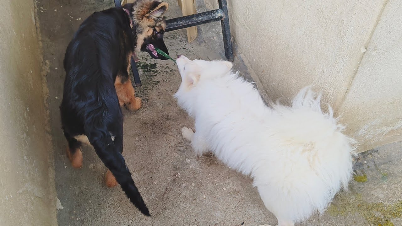 german shepherd funny | indian spitz dog barking | german shepherd dog ...