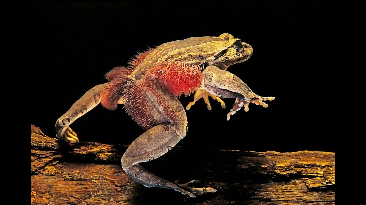 The Hairy Frog - YouTube