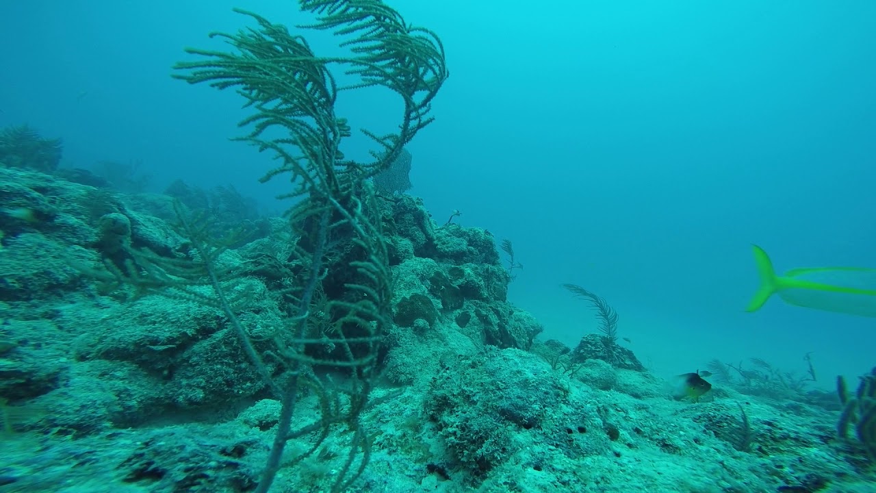 edge of reef 1 - YouTube