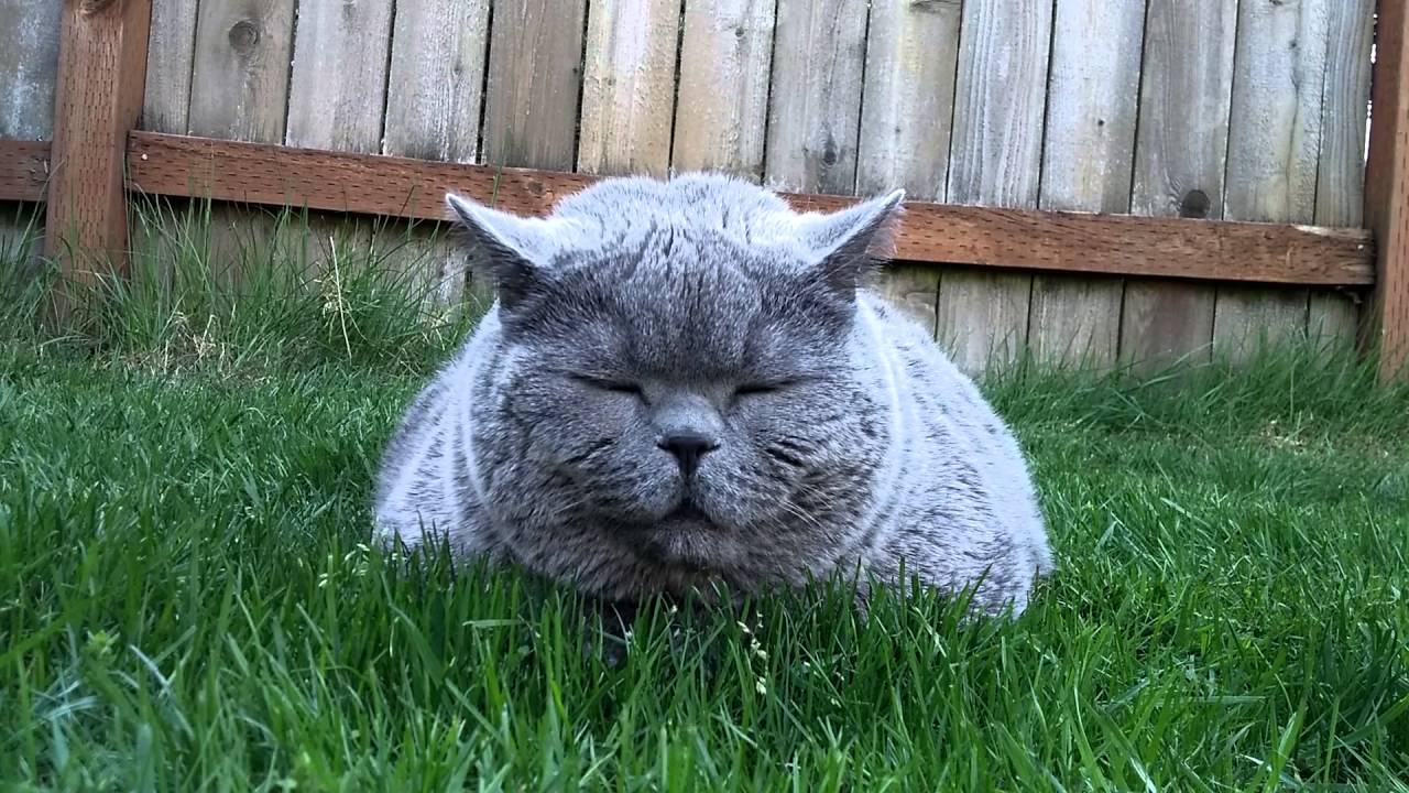 British Cat Maxi is Making Funny Sound when sees a bird - YouTube