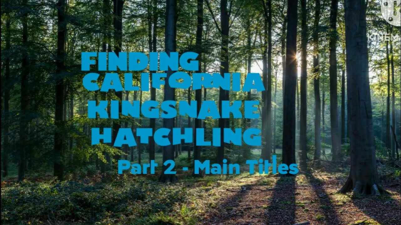 "Finding California Kingsnake Hatchling" Part 2 - "Main Titles" - YouTube