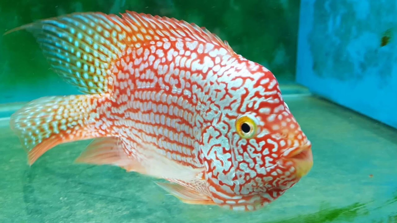 A star is born. Super Red Texas F2 - YouTube