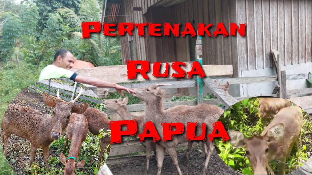3 Tahun Ternak Rusa Liar Sampai Keluar Tanduk Dan Sangat Jinak... - YouTube