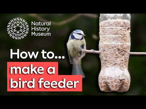 How to make a bird feeder