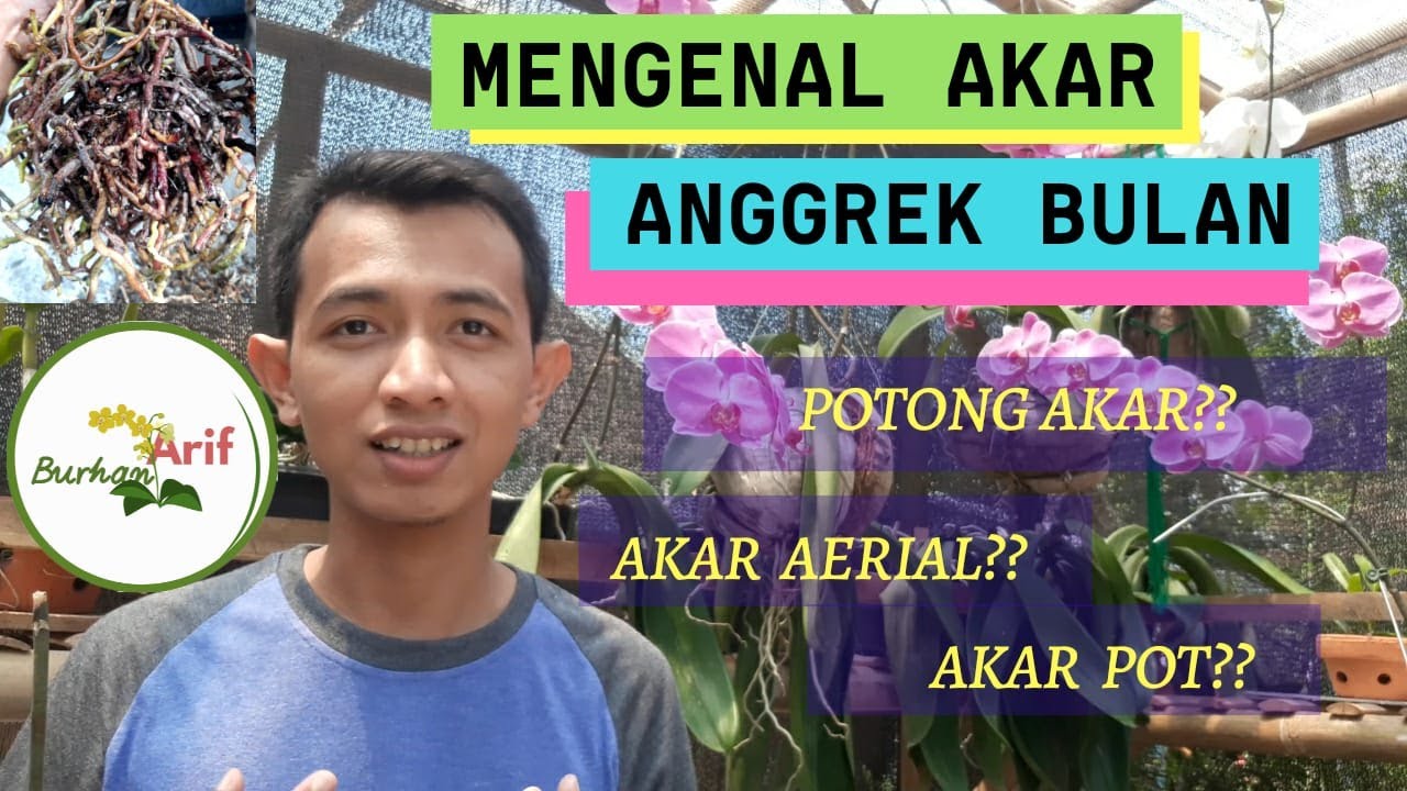 Mengenal Akar ANGGREK BULAN. Segala Hal Tentang Akar - YouTube