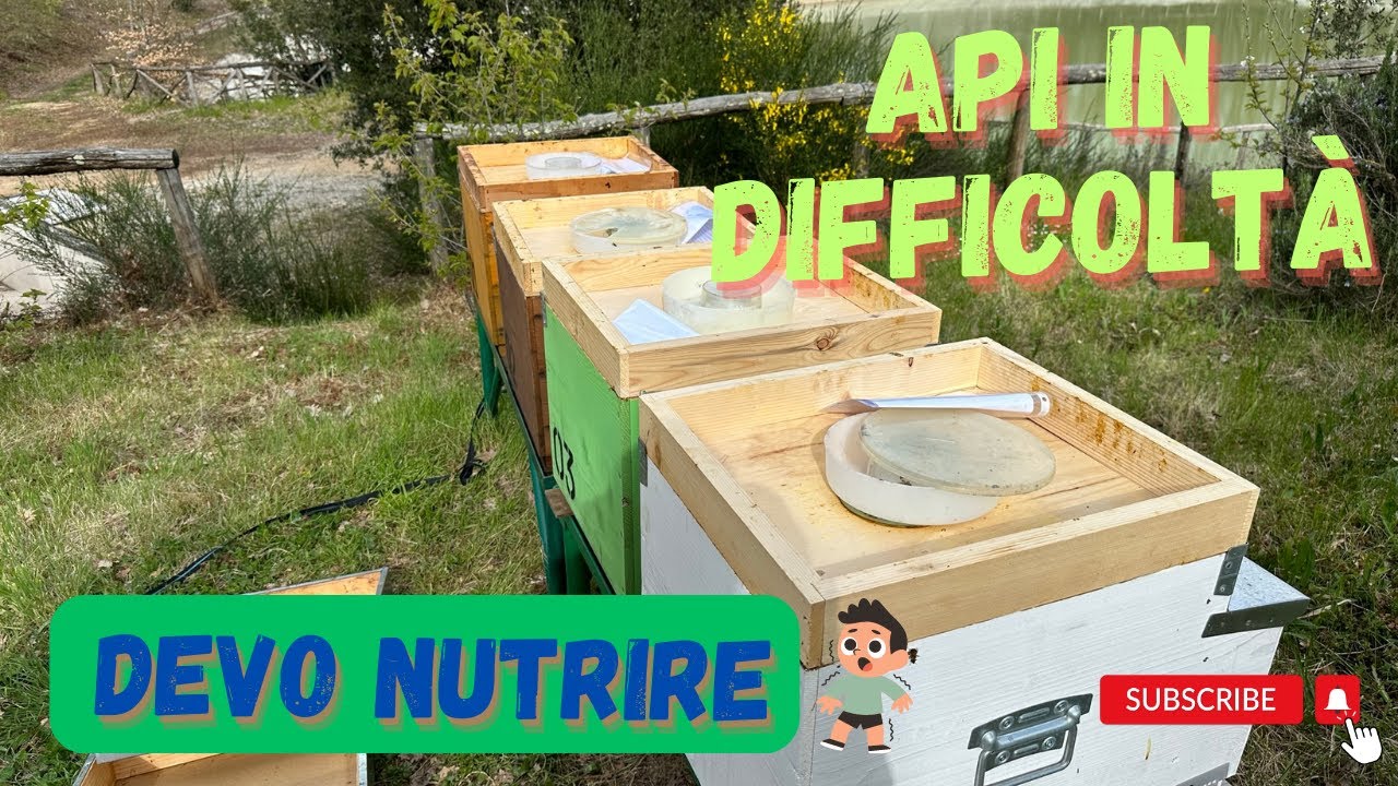 Apicoltura : Le api sono in difficoltà, devo nutrirle - YouTube