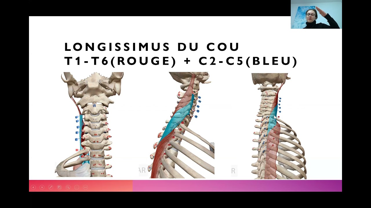 Anatomie des muscles du cou et du dos (partie 6) Longissimus, ilio ...